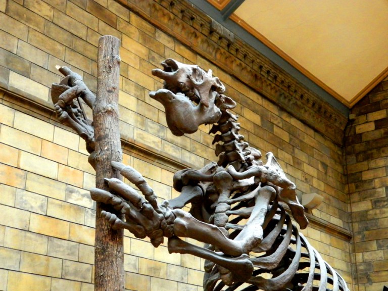 A Brief Tour through the Natural History Museum of London | Science ...