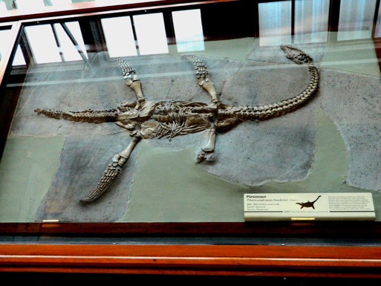 A Brief Tour through the Natural History Museum of London | Science ...