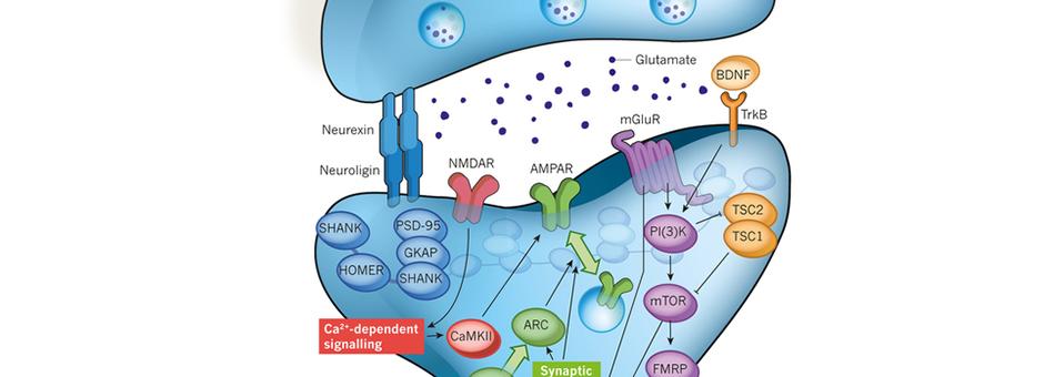 SHANK3: Remembering the Synapse in Autism | Science Over a Cuppa