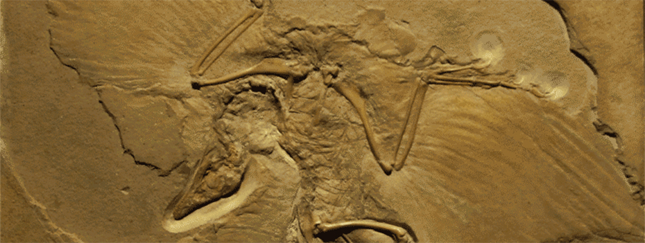 Changing Our View of Dinosaurs: The Deep Roots of Bird Evolution ...