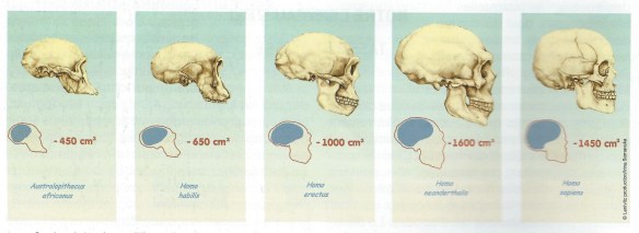 Evolution Of Human Brain Evolution And Genomics Of The Human Brain