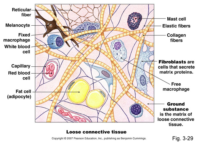 Connective Tissue Diseases & the Immune System | Science Over a Cuppa